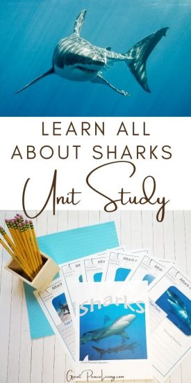 Sharks Unit Study for Homeschoolers | Renee at Great Peace